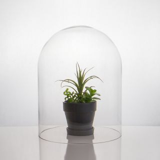 Large Glass Cloche Display Dome Black Wood Base | Glass Vases Depot
