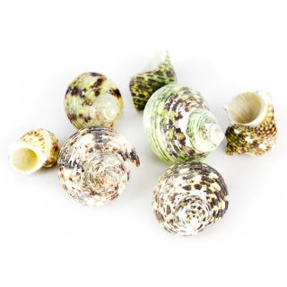 White Arca Ovalis Blood Ark Clam Shell Seashell Ornament for Vase ...