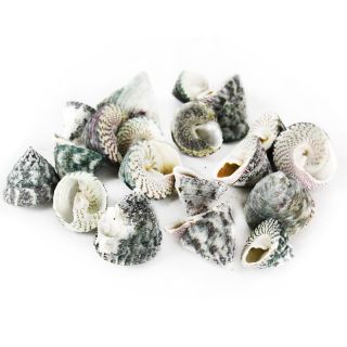 White Arca Ovalis Blood Ark Clam Shell Seashell Ornament for Vase ...
