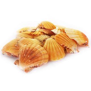 White Arca Ovalis Blood Ark Clam Shell Seashell Ornament for Vase ...