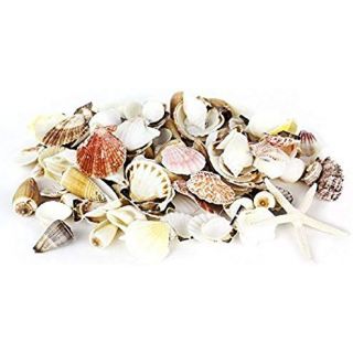 White Arca Ovalis Blood Ark Clam Shell Seashell Ornament for Vase ...