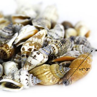 White Arca Ovalis Blood Ark Clam Shell Seashell Ornament for Vase ...