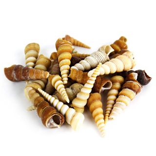 White Arca Ovalis Blood Ark Clam Shell Seashell Ornament for Vase ...