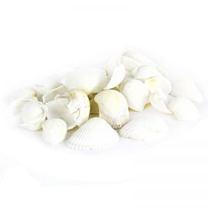 White Arca Ovalis Blood Ark Clam Shell Seashell Ornament for Vase ...