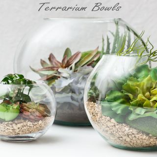 Glass Terrarium Bowl Slanted Slant Cut For Succulent Plant Container ...