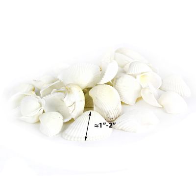 Natural Seashell and Starfish Collection | Glass Vases Depot